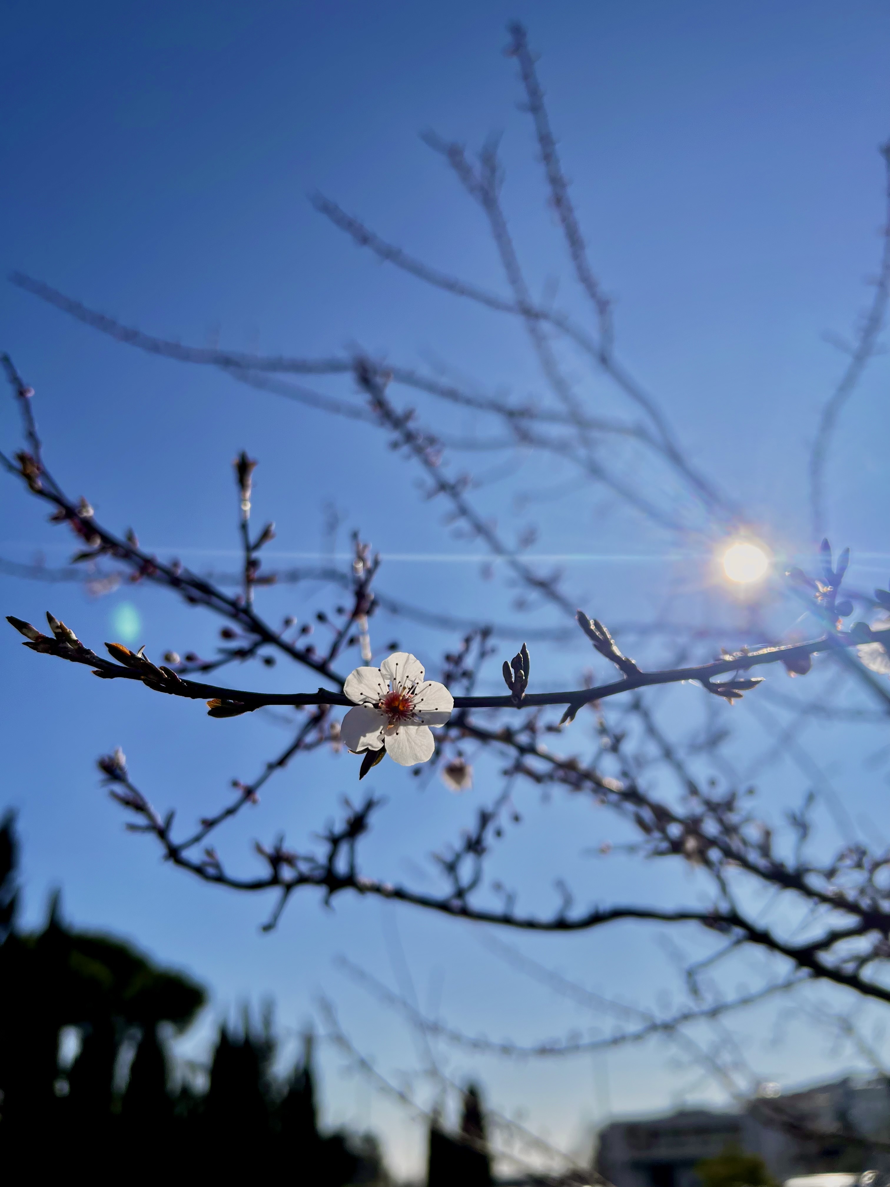 About NeuralGlow — A Forest of Curiosity